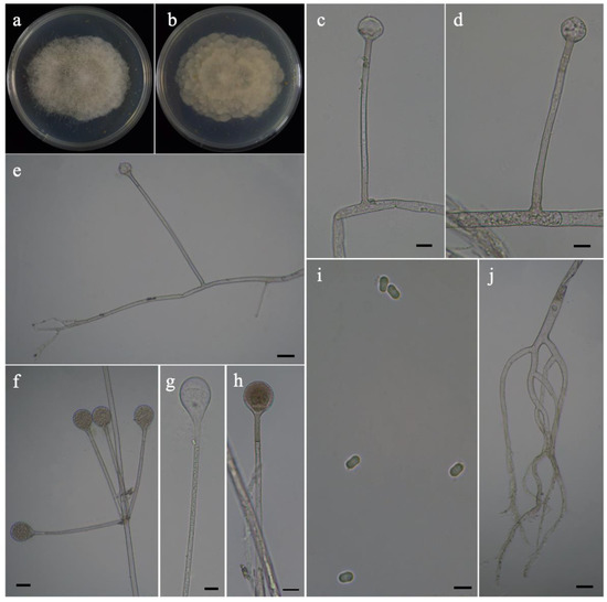 Three New Species of Absidia (Mucoromycota) from China Based on ...