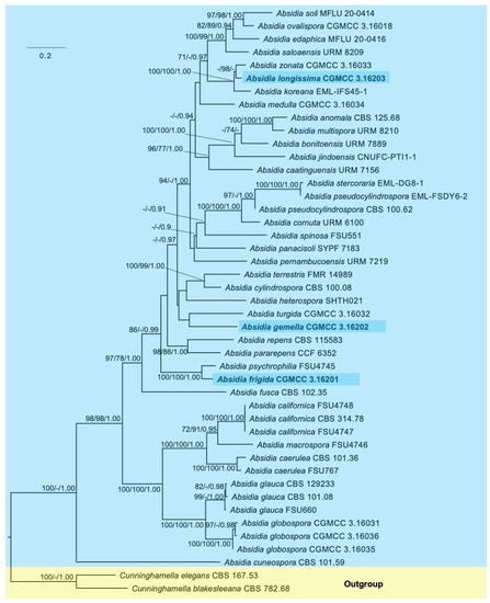 Three New Species of Absidia (Mucoromycota) from China Based on ...
