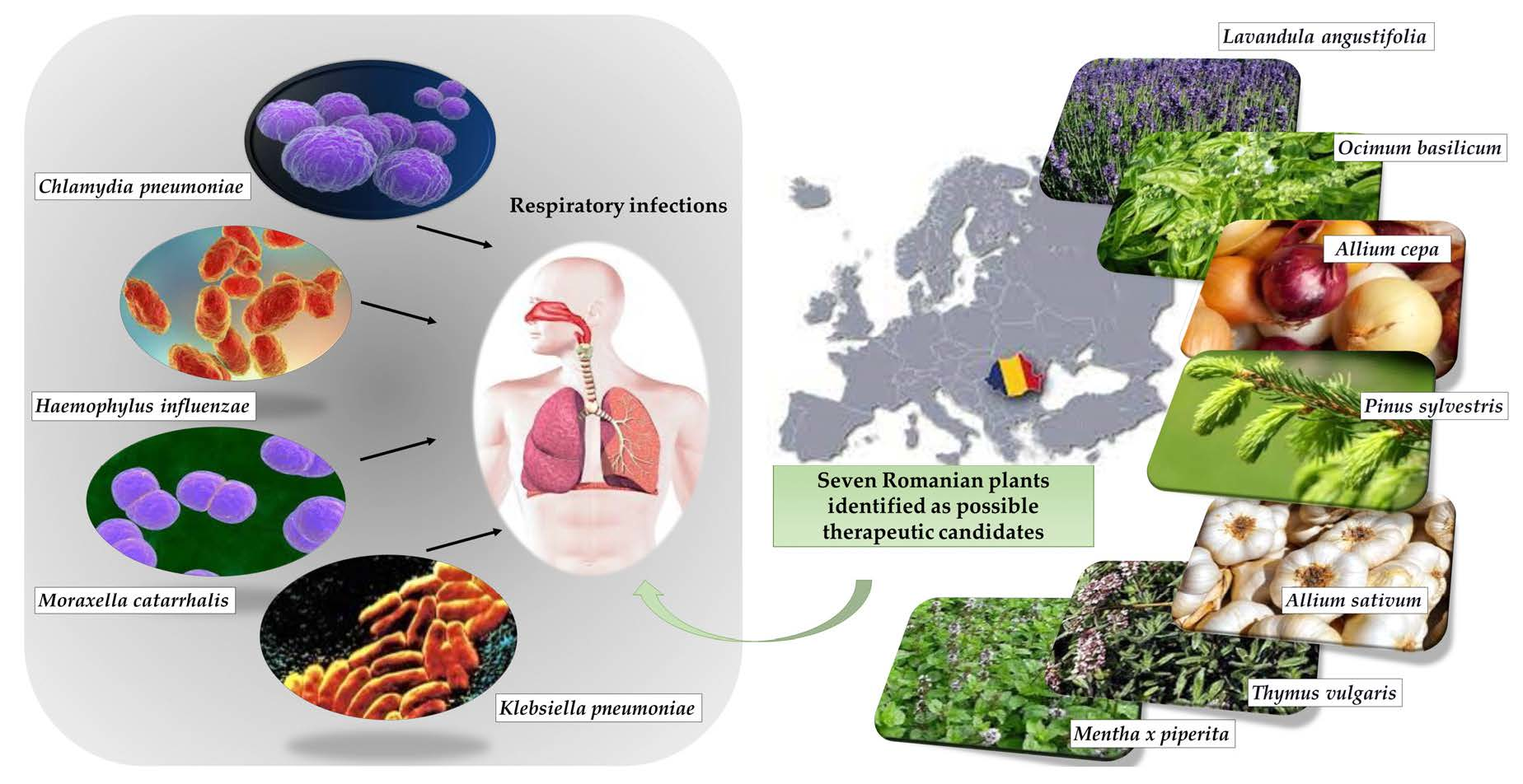 Diversity | Free Full-Text | Traditional Medicinal Plants—A Possible ...
