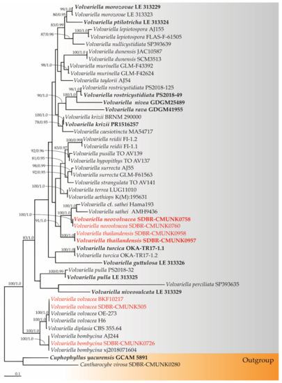 Survey of Volvariella (Agaricales, Basidiomycota) including Two New ...