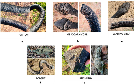 Predator-Prey Dynamics Are Decoupled in the Raptor Community in a Large ...