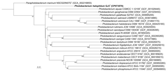 Photobacterium halophilum sp. nov. and a Salt-Loving Bacterium Isolated ...