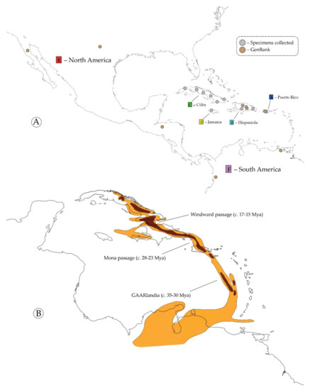 Island–to–Island Vicariance, Founder–Events and within–Area Speciation ...