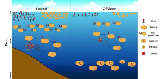 Diversity | Special Issue : Ecology of Microbes in Marine and Estuarine ...