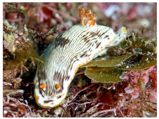 Citizen Scientists Record Significant Range Extensions for Tropical Sea ...