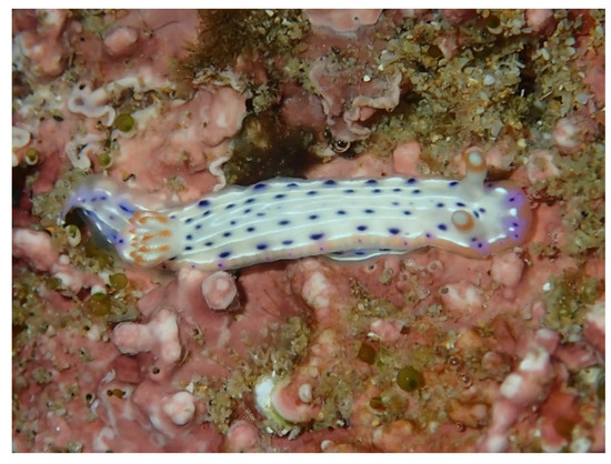 Citizen Scientists Record Significant Range Extensions for Tropical Sea ...