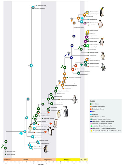 Evolutionary and Biogeographical History of Penguins (Sphenisciformes ...