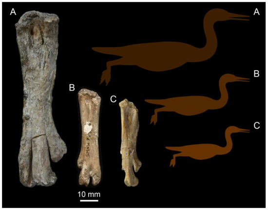 The Hesperornithiformes: A Review of the Diversity, Distribution, and ...