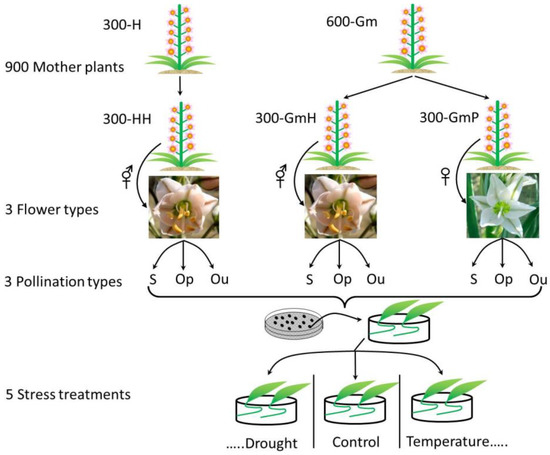 Effect of Hermaphrodite–Gynomonoecious Sexual System and Pollination ...
