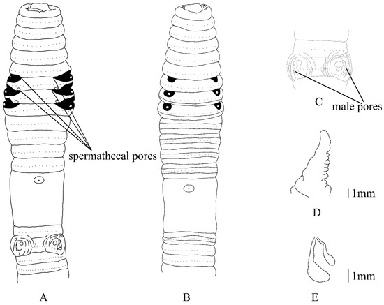 Diversity | Special Issue : Molecular Phylogeny and Evolution of Earthworms