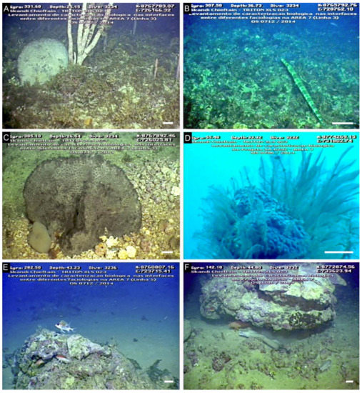 Structure and Composition of Rhodolith Beds from the Sergipe-Alagoas ...