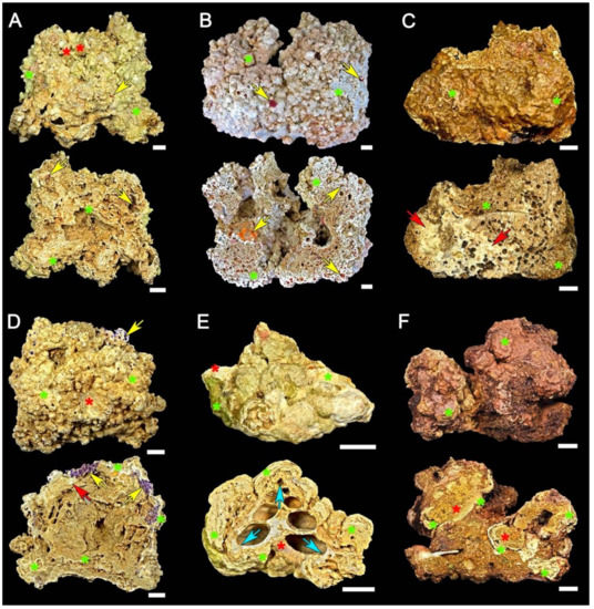 Structure and Composition of Rhodolith Beds from the Sergipe-Alagoas ...