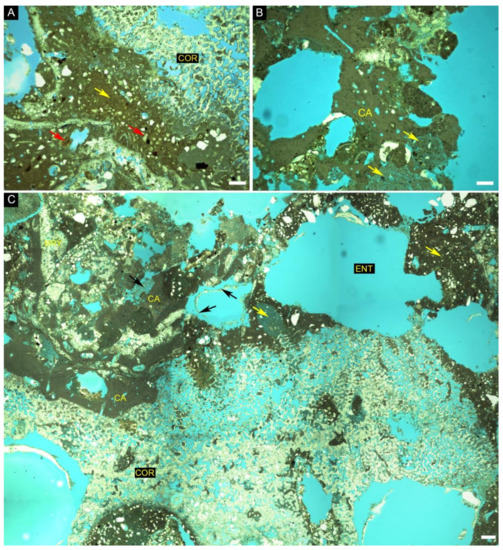 Structure and Composition of Rhodolith Beds from the Sergipe-Alagoas ...