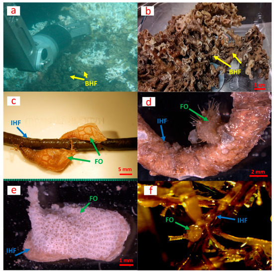 One on Top of the Other: Exploring the Habitat Cascades Phenomenon in ...