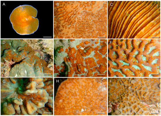 The Association of Waminoa with Reef Corals in Singapore and Its Impact ...