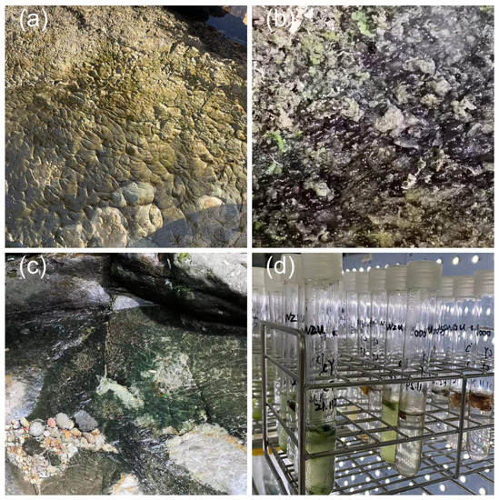Taxonomic Discussion on Cyanobacterial Systematics at Family Level ...