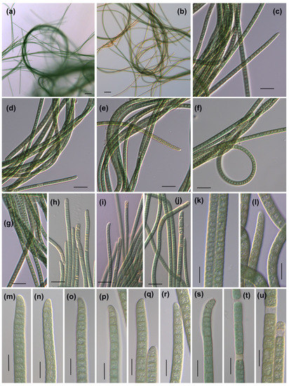 Taxonomic Discussion on Cyanobacterial Systematics at Family Level ...