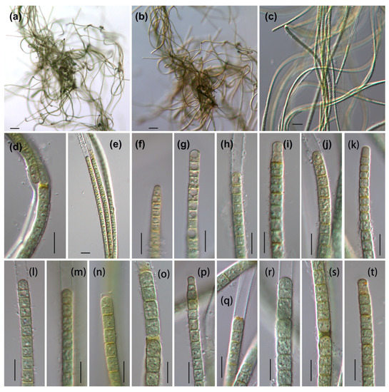 Taxonomic Discussion on Cyanobacterial Systematics at Family Level ...