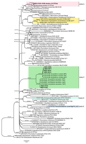 Taxonomic Discussion on Cyanobacterial Systematics at Family Level ...