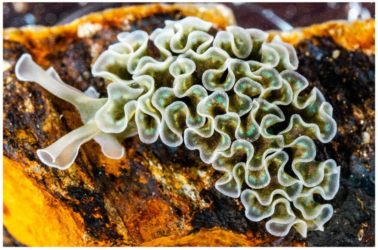 Diversity | Special Issue : Systematics and Evolution of Gastropods