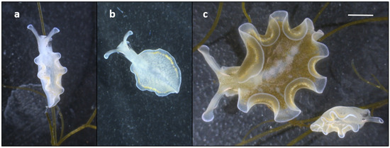 Aposymbiotic Specimen of the Photosynthetic Sea Slug Elysia crispata