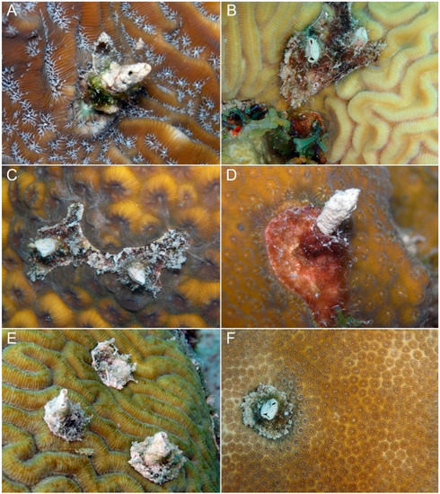 Morphological Modifications and Injuries of Corals Caused by Symbiotic ...
