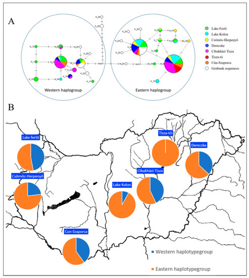 Genetic Structure and Diversity of Native Tench (Tinca tinca L. 1758 ...