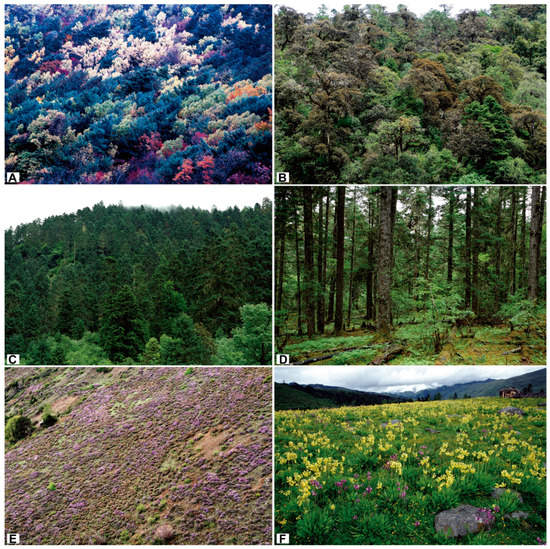 Flora and Vegetation of Yunnan, Southwestern China: Diversity, Origin ...