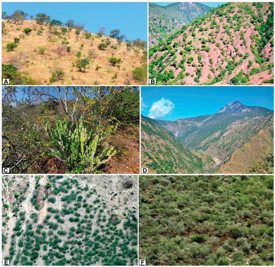 Flora and Vegetation of Yunnan, Southwestern China: Diversity, Origin ...