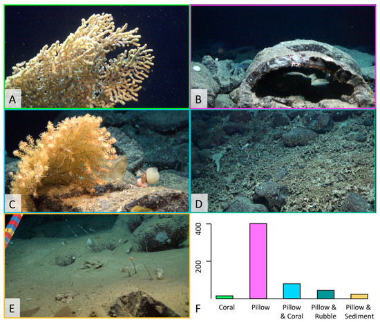 DNA Barcoding of Cold-Water Coral-Associated Ophiuroid Fauna from the ...
