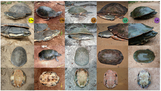 Four in One: Cryptic Diversity in Geoffroy’s Side-Necked Turtle ...