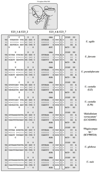 Widespread Occurrence of Two Planktonic Ciliate Species (Urotricha ...