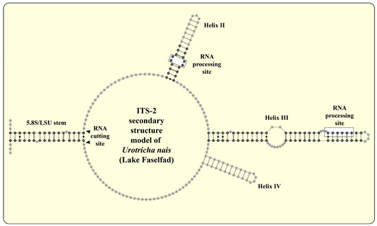 Widespread Occurrence of Two Planktonic Ciliate Species (Urotricha ...