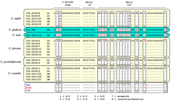 Widespread Occurrence of Two Planktonic Ciliate Species (Urotricha ...