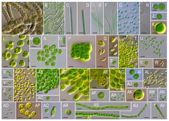 What Are Algae? European Algae Biomass Association (EABA), 43% OFF