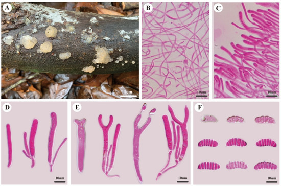 Two New Species of Dacrymyces (Dacrymycetales, Basidiomycota) from ...