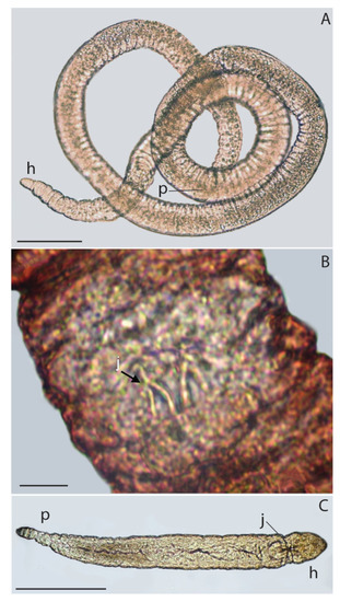 First Record of the Phylum Gnathostomulida in the Southern Ocean