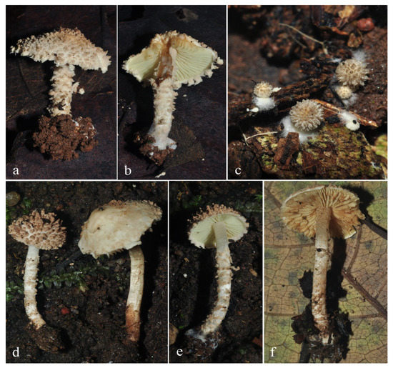 Three New Species of Cystolepiota from Laos and Thailand