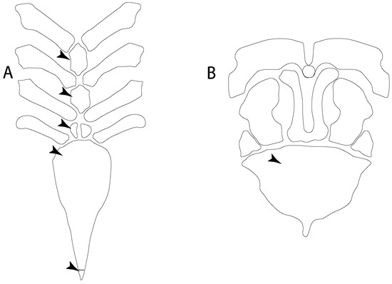 The Phylogeny of Rays and Skates (Chondrichthyes: Elasmobranchii) Based ...