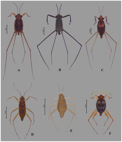 The Gerromorpha (Heteroptera: Gerridae, Mesoveliidae, Veliidae) of ...