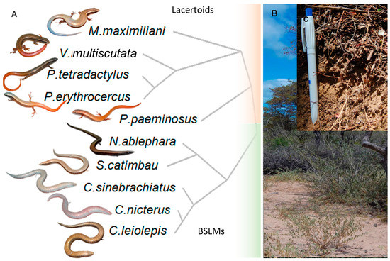 Consequences of Evolving Limbless, Burrowing Forms for the Behavior and ...