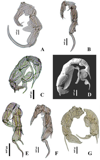 Diversity of Freshwater Calanoid Copepods (Crustacea: Copepoda ...
