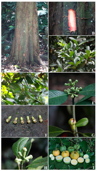 Lectotypifications of Three Names in Garcinia, Synonymy of Garcinia ...