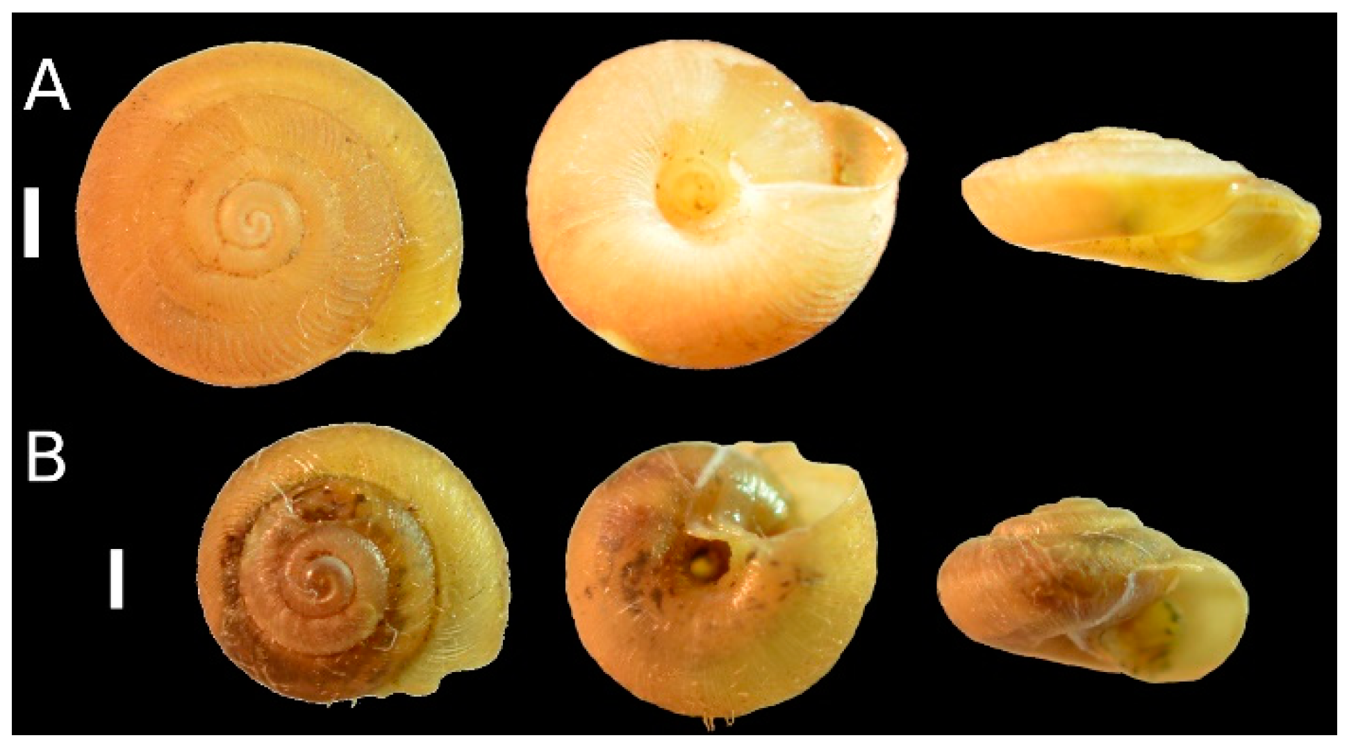 Snail Farming In Greece