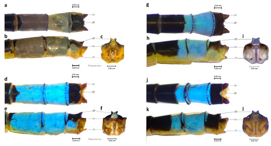 Diversity | Special Issue : Diversity, Ecology and Evolution of Odonata
