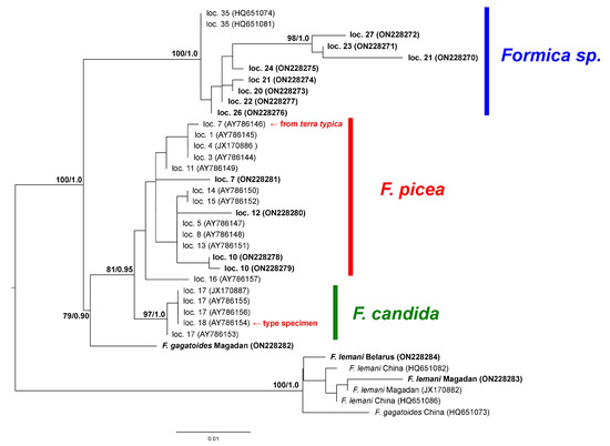 Formica picea and F. candida (Hymenoptera: Formicidae): Synonyms or Two ...