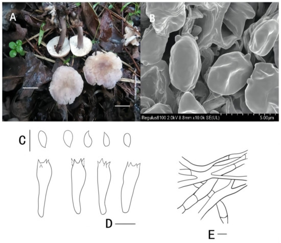 Morphological and Phylogenetic Studies of Three New Species of Calocybe ...