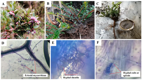 Diversity | Free Full-Text | Ericaceous Plants: A Review for the ...