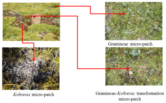 Diversity | An Open Access Journal from MDPI