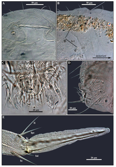 Diversity | Special Issue : Recent Advances in the Diversity and ...